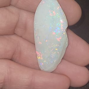 Opal Shells, Snails and Squid | Australian Opal Mines